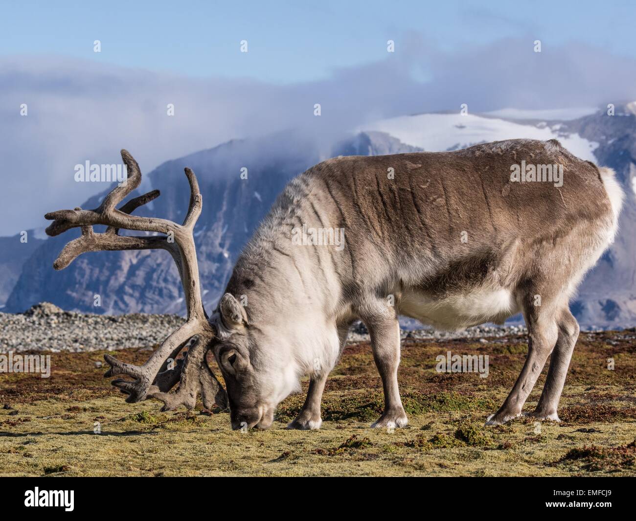 Wild Arctic reindeer in natural habitat Stock Photo - Alamy