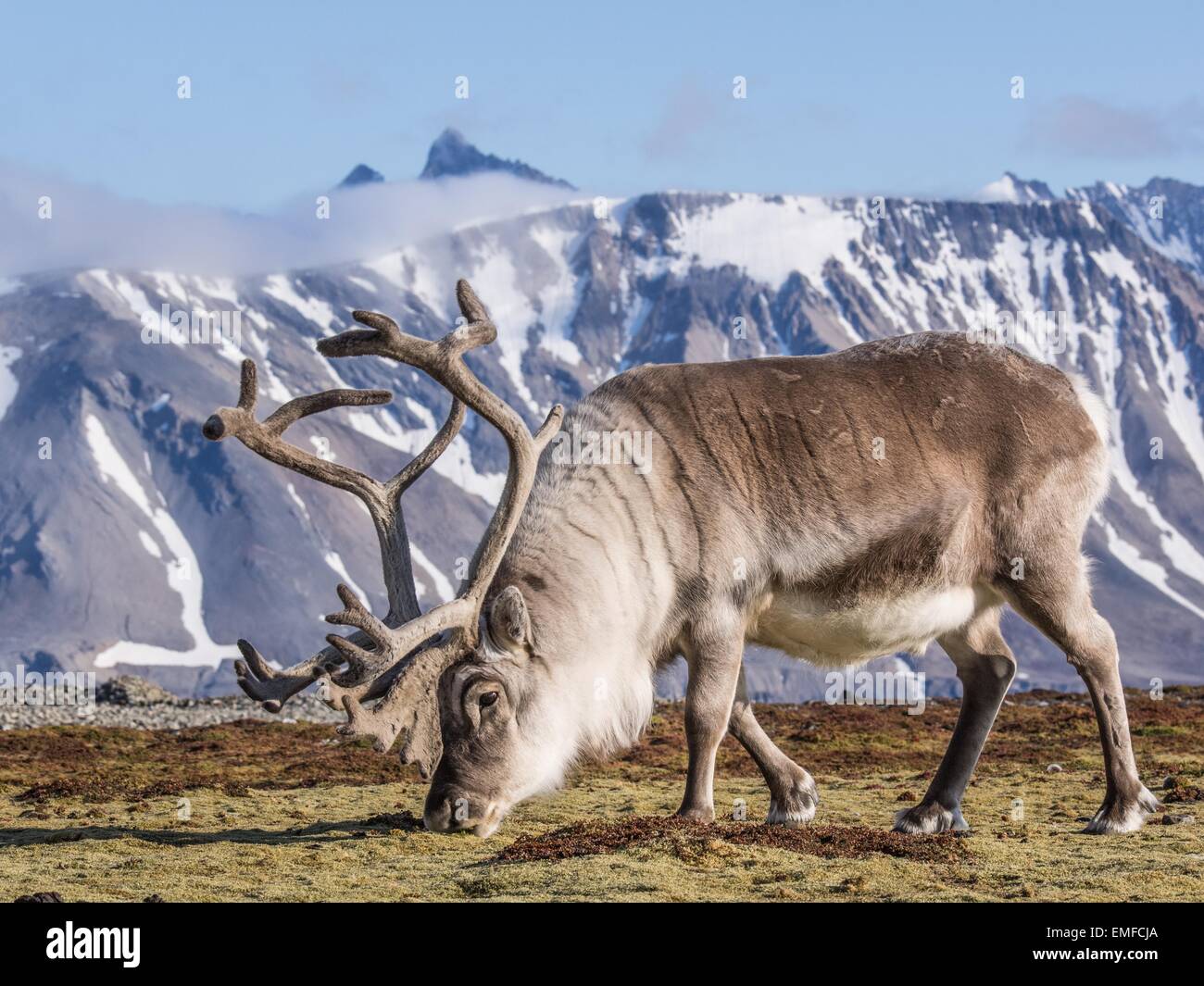 Wild Arctic reindeer in natural habitat Stock Photo - Alamy