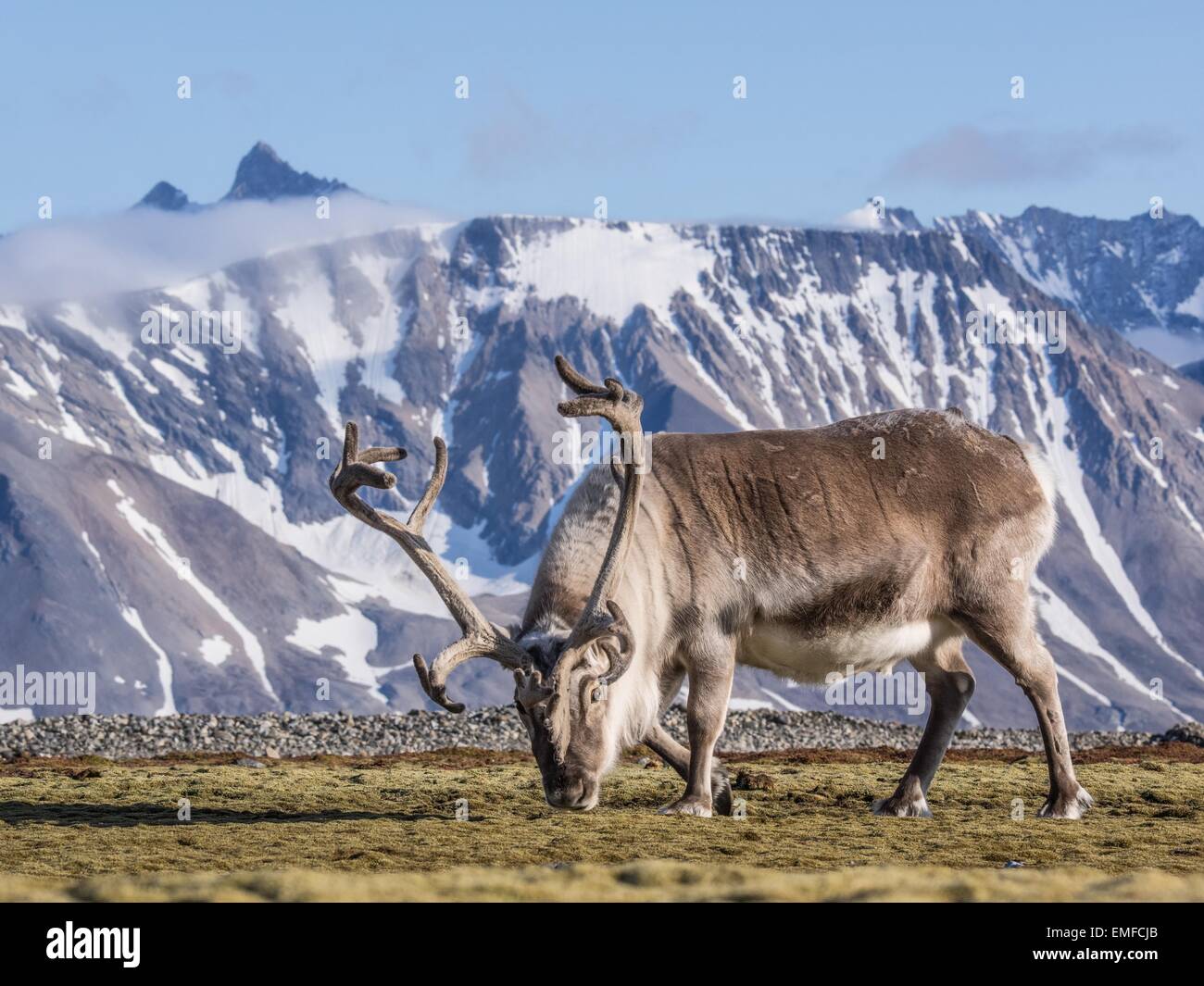 Wild Arctic reindeer in natural habitat Stock Photo - Alamy