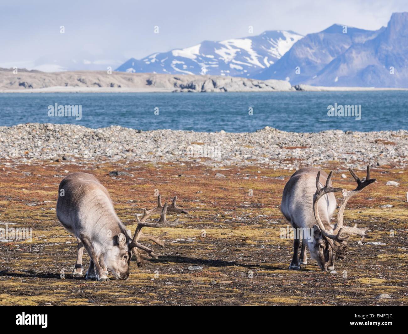 Wild Arctic reindeer in natural habitat Stock Photo - Alamy