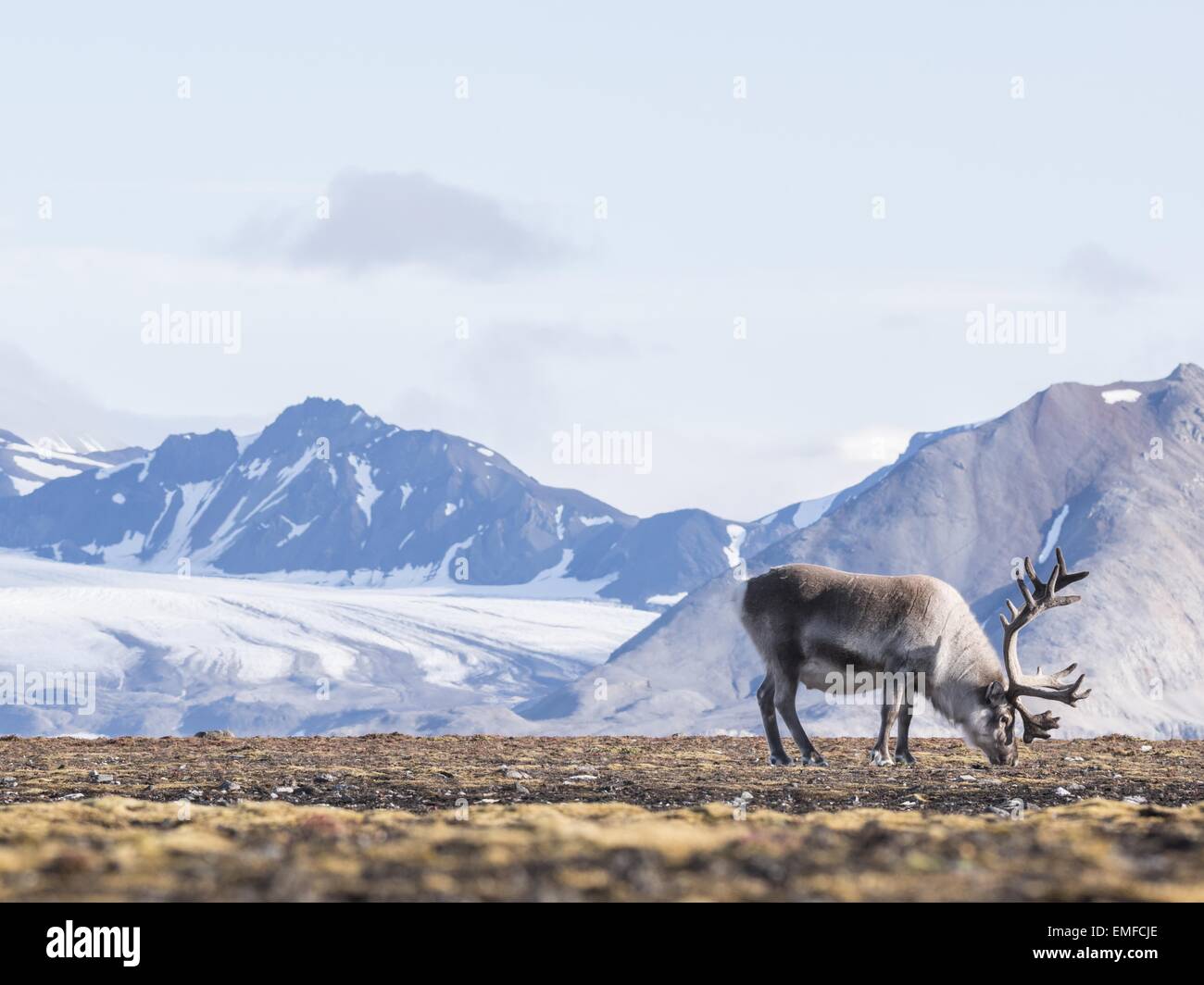 Wild Arctic reindeer in natural habitat Stock Photo - Alamy