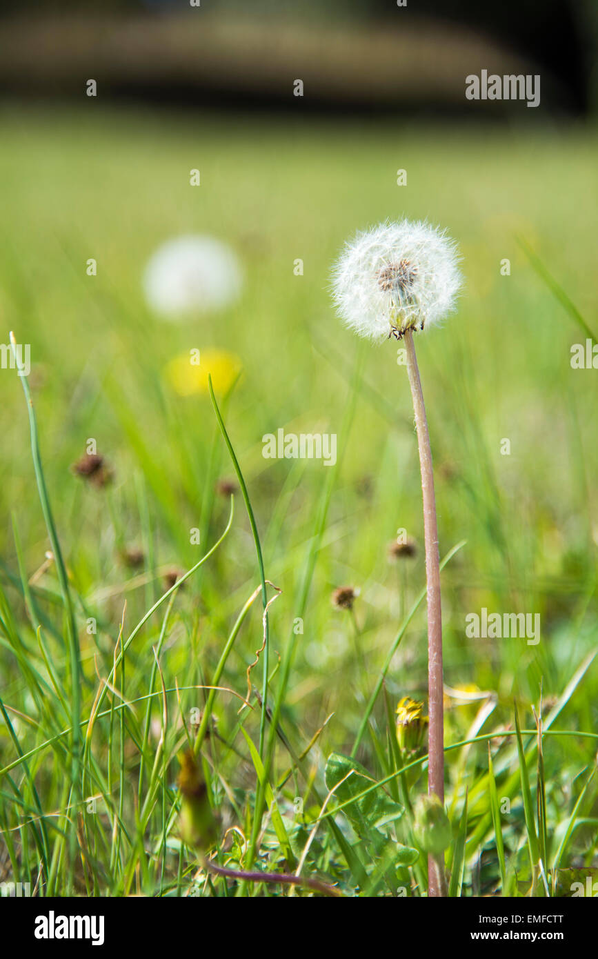 Plants with fluff hi-res stock photography and images - Alamy