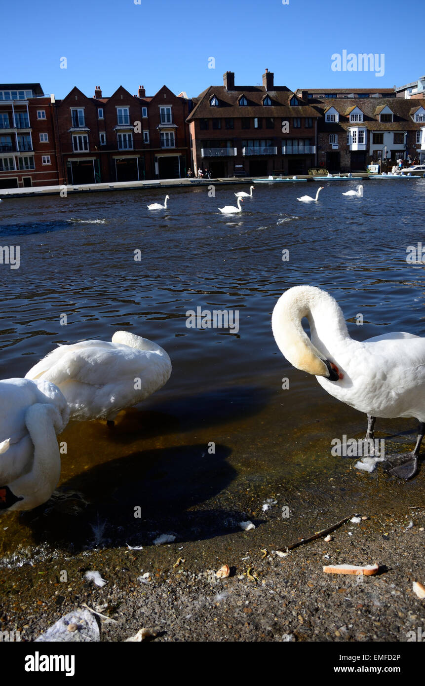 A view of swans swimming on the River Thames as it flows through ...
