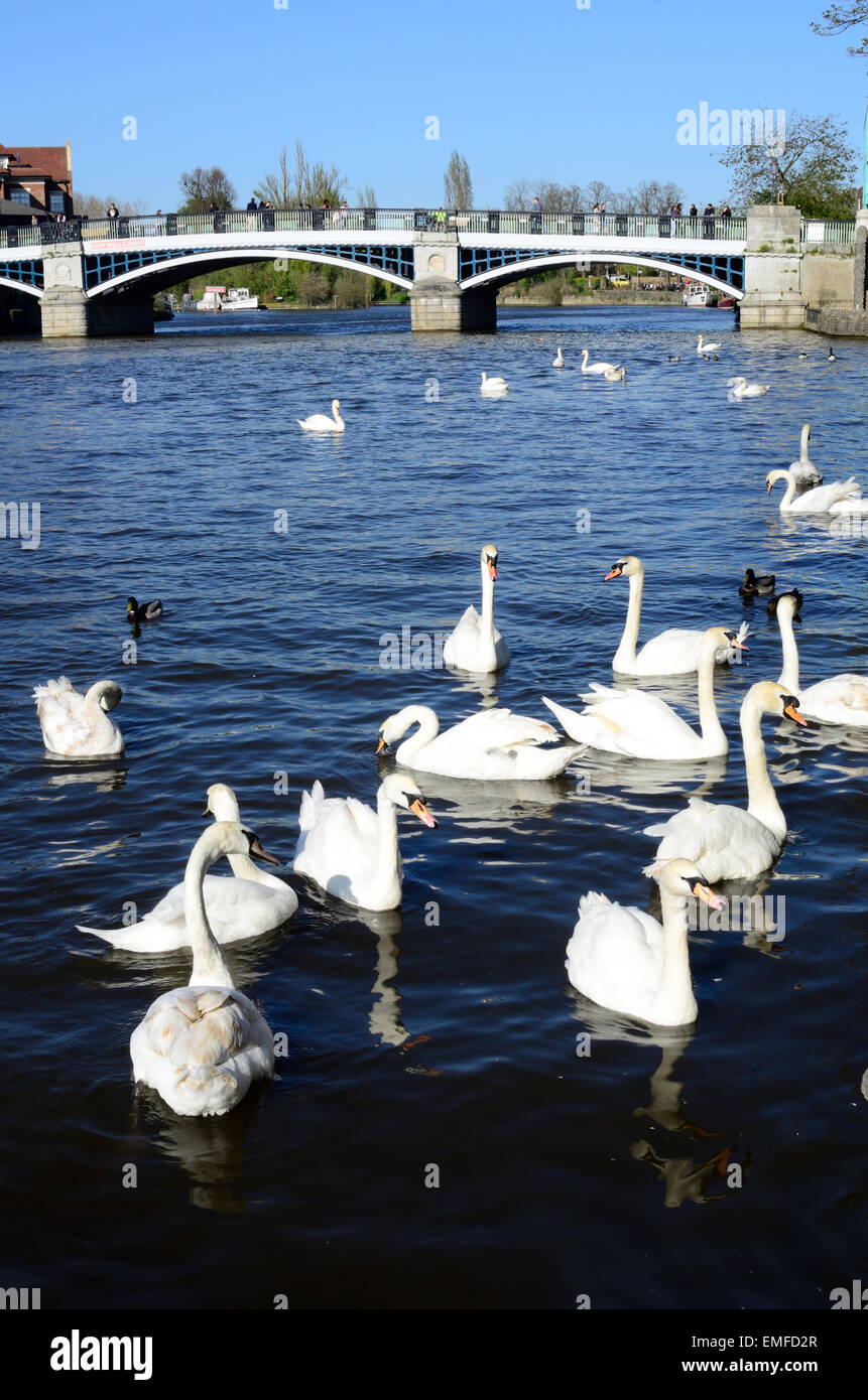 A view of swans swimming on the River Thames as it flows through ...
