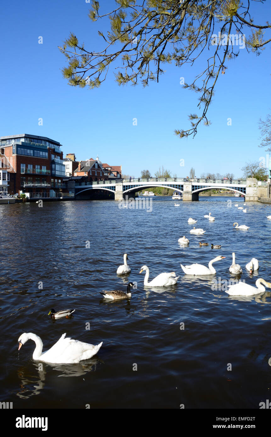A view of swans swimming on the River Thames as it flows through ...