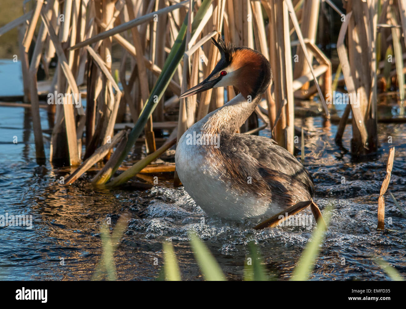 Great crested Grebe dance Stock Photo - Alamy