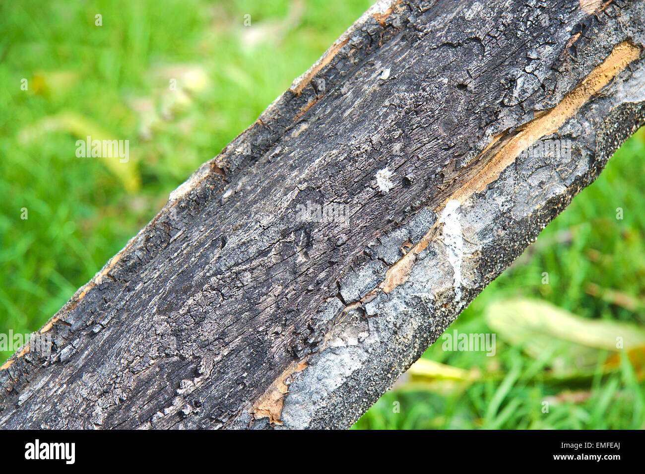 Tree trunk burned by a lightning strike Stock Photo - Alamy