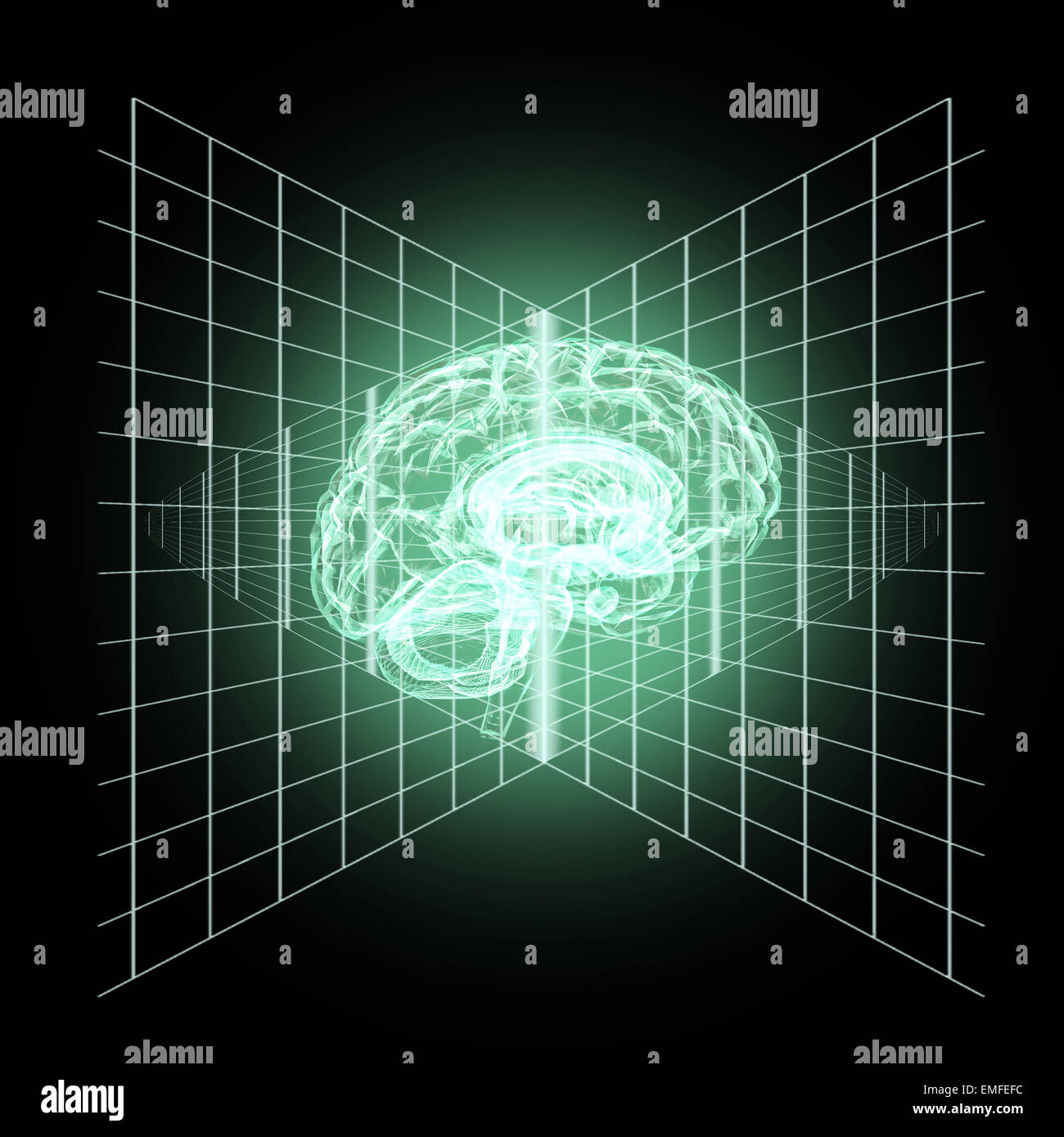 Human brain anatomy model hi-res stock photography and images - Alamy