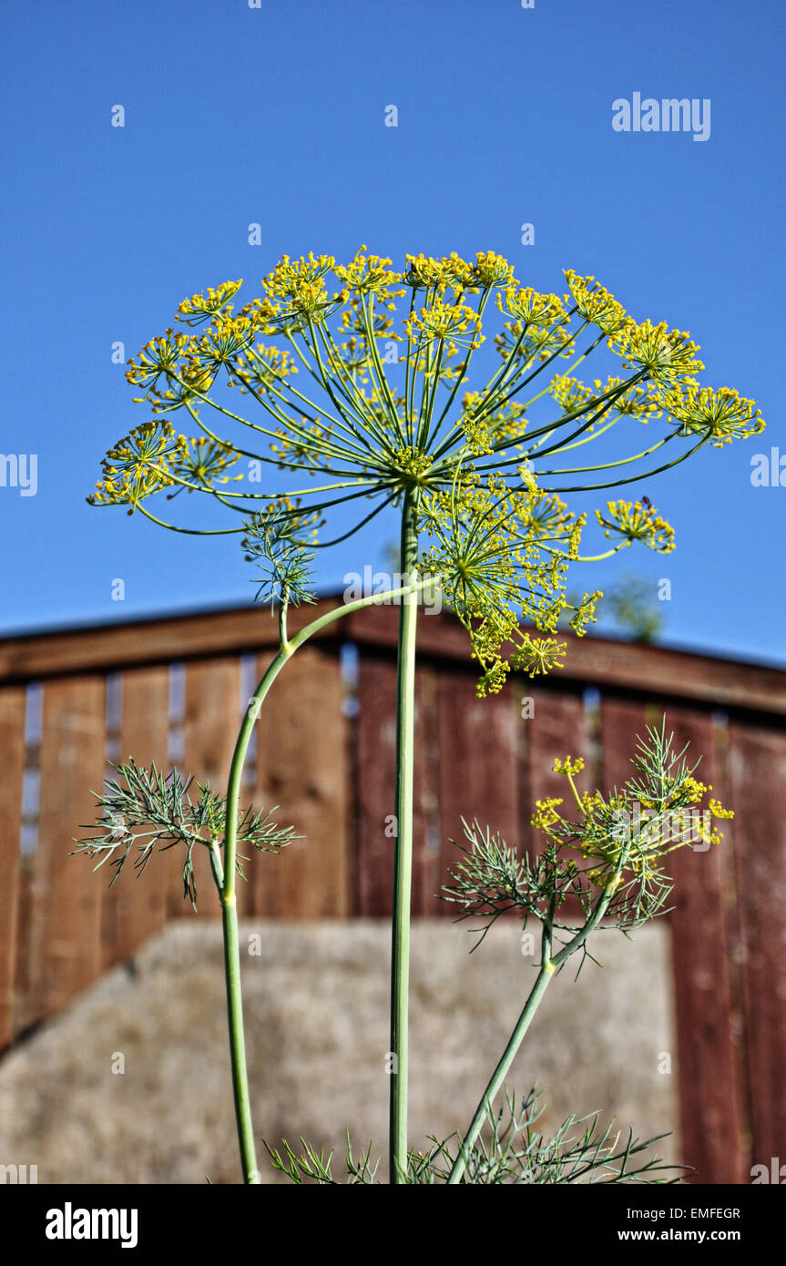 Dill farm hi-res stock photography and images - Alamy