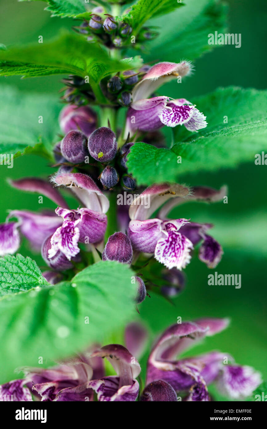 Giant dead nettle, Lamium orvala Stock Photo - Alamy