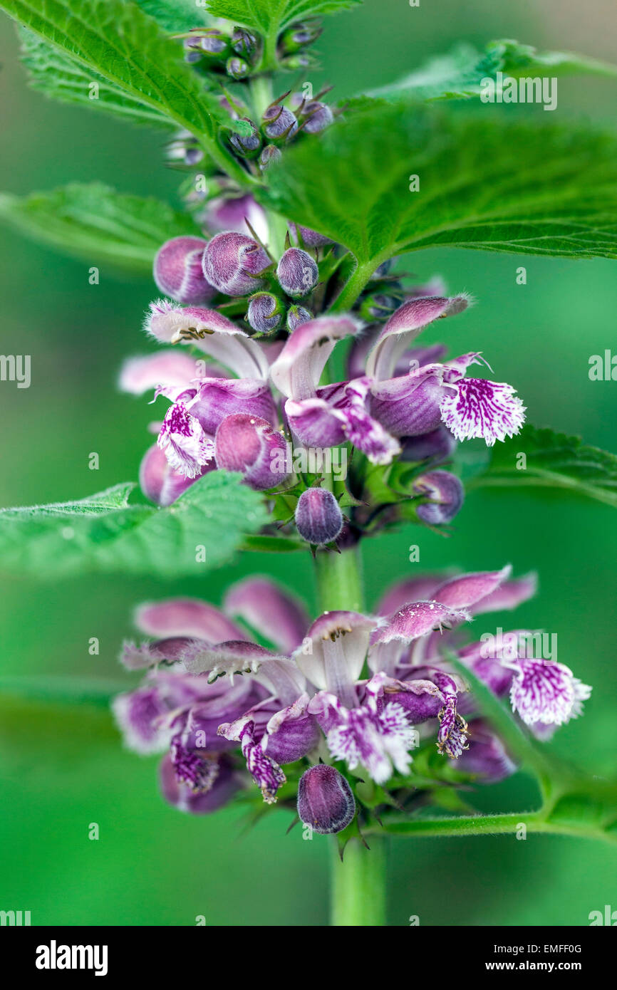 Giant dead nettle, Lamium orvala close up Stock Photo - Alamy
