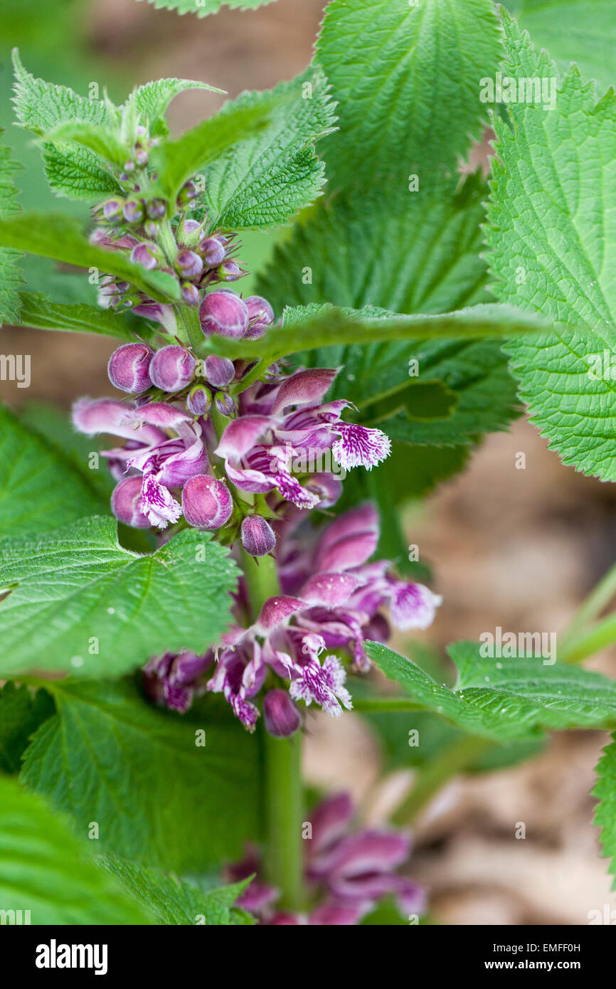 Giant dead nettle, Lamium orvala Stock Photo - Alamy