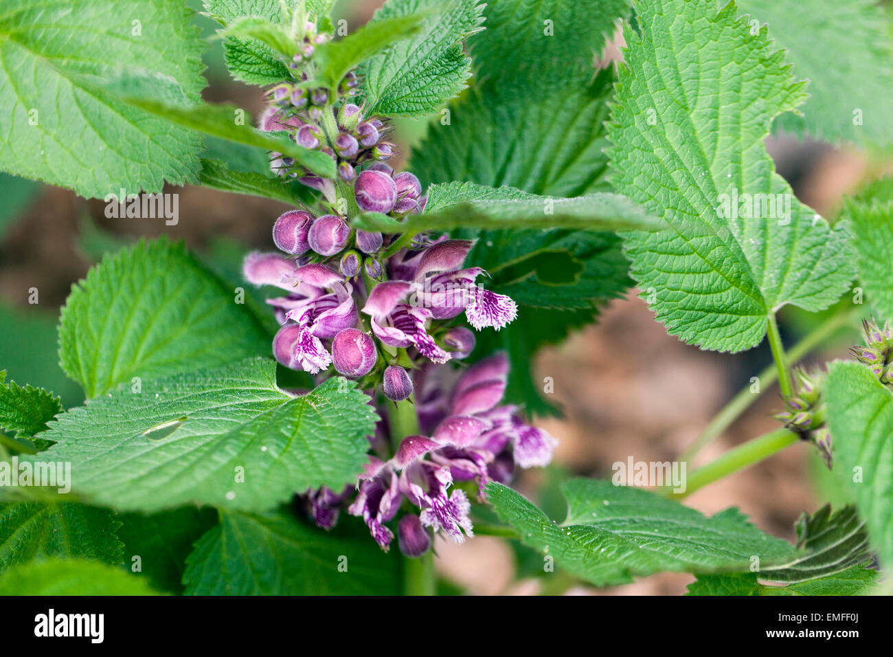 Giant dead nettle, Lamium orvala Stock Photo - Alamy