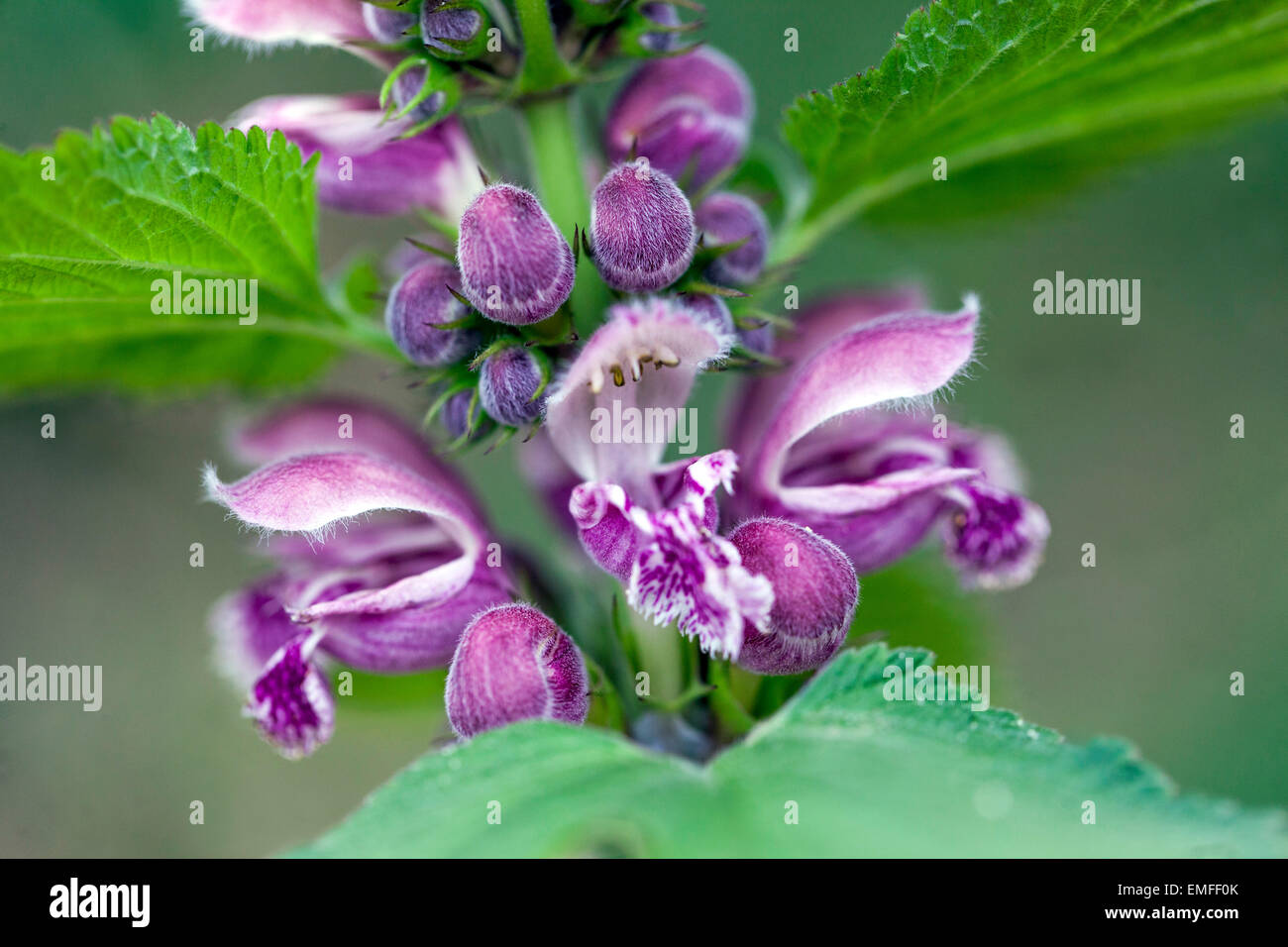 Giant dead nettle, Lamium orvala detail Stock Photo - Alamy