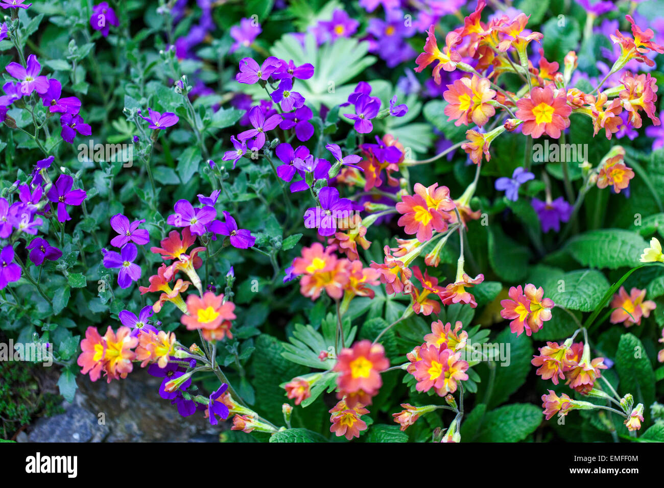 Primula vulgaris, primrose, different colored plants Stock Photo - Alamy