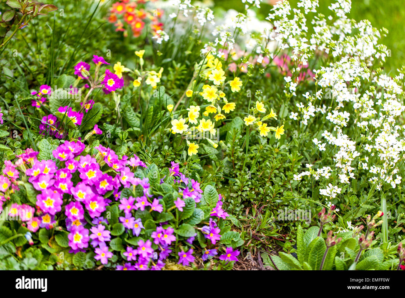 Primula Vulgaris Garden High Resolution Stock Photography and Images ...