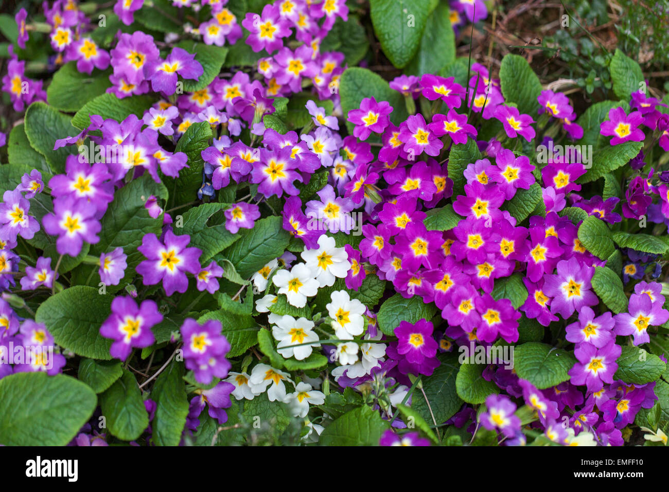 Primrose primula vulgaris primrose hi-res stock photography and images ...