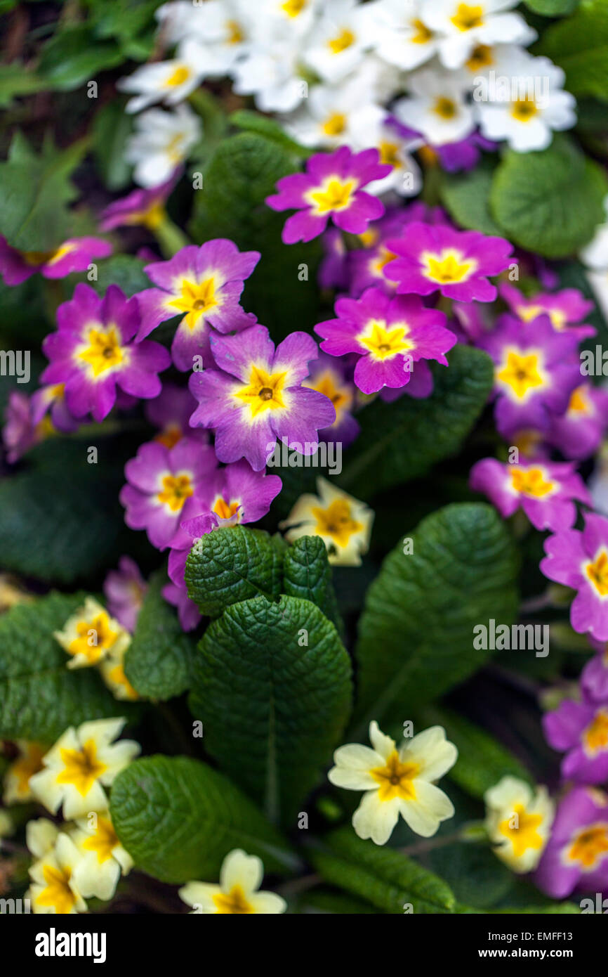 Primula vulgaris, primrose, different colored plants Stock Photo - Alamy