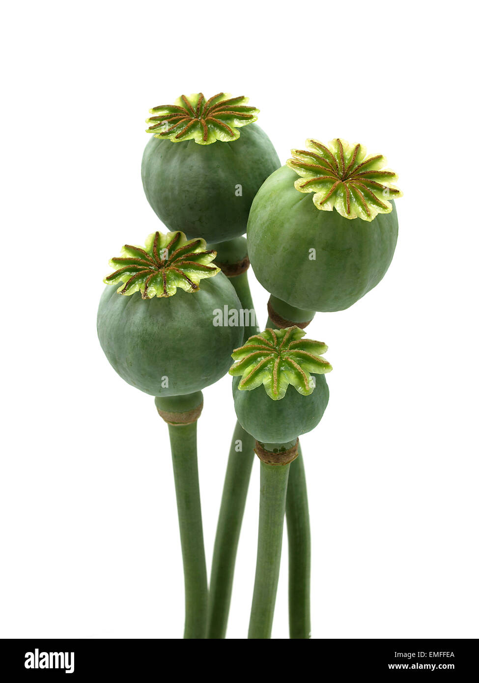 Poppy Heads on the white background Stock Photo - Alamy