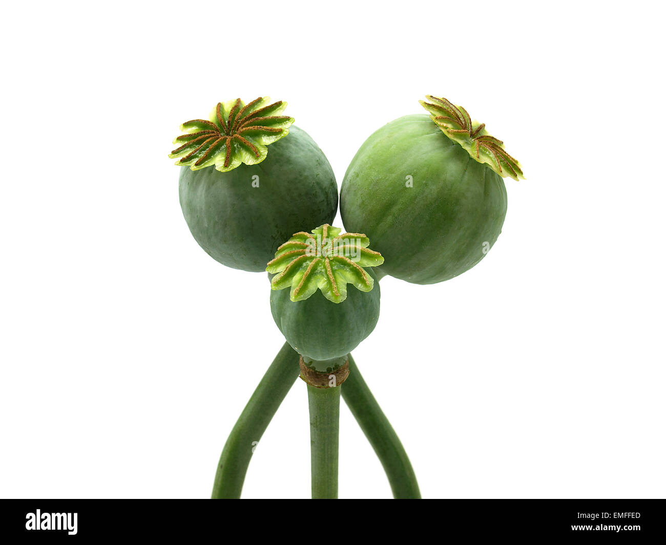 Poppy Heads on the white background Stock Photo - Alamy