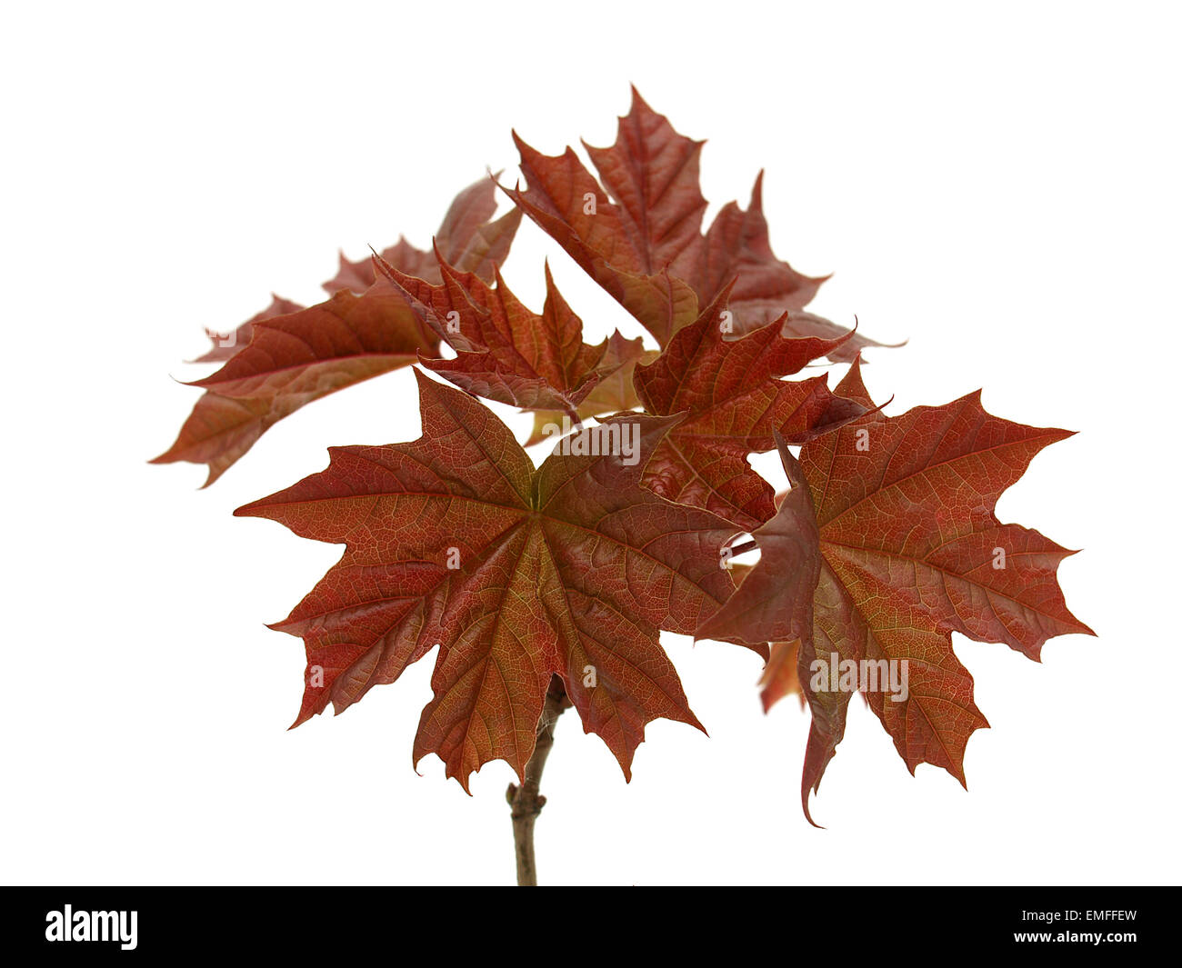 Maple branches leaves bright Cut Out Stock Images & Pictures - Alamy