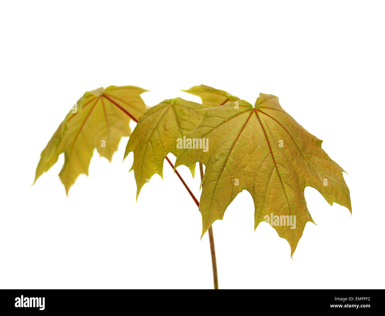 Young maple leaf tree Cut Out Stock Images & Pictures - Alamy