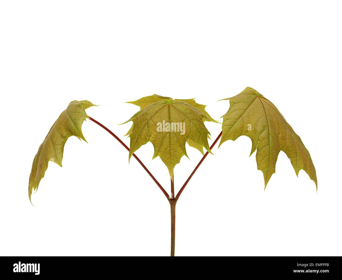 Maple leaves on the white background Stock Photo - Alamy