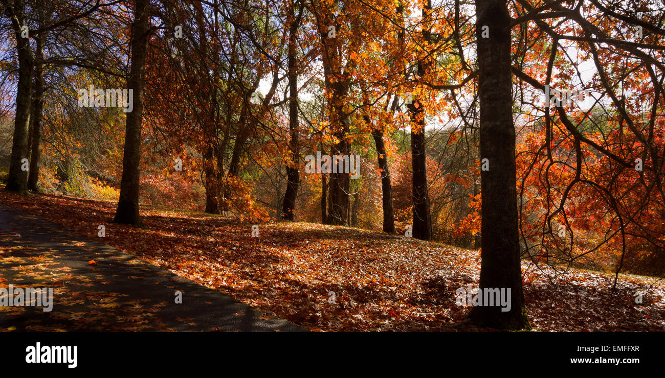 Autumn forest in the Mount Lofty Botanic Garden Stock Photo - Alamy