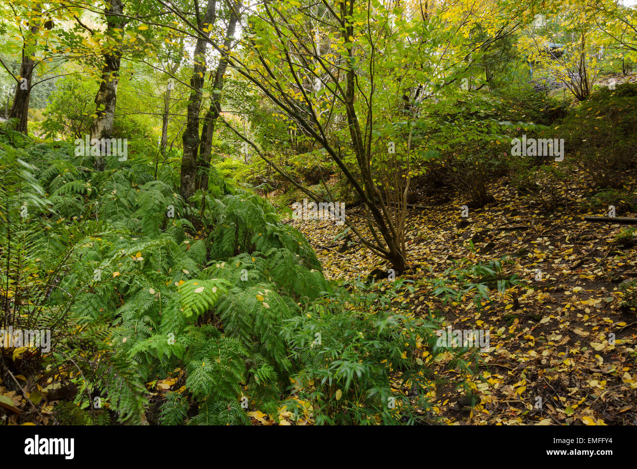 Autumn forest in the Mount Lofty Botanic Garden Stock Photo - Alamy