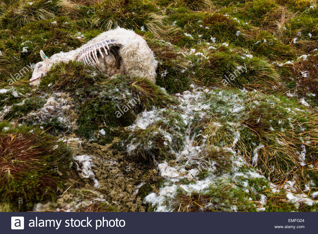 Dead Sheep In Field High Resolution Stock Photography and Images - Alamy