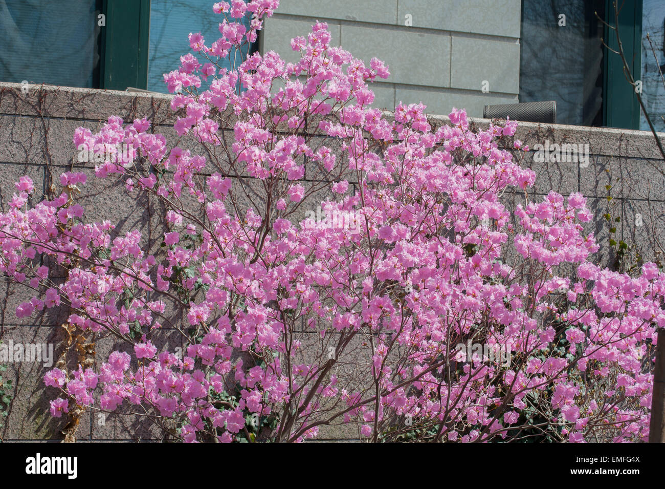 Azalea Cornell Pink (Rhododendron mucronulatum) Cornell Pink growing in ...
