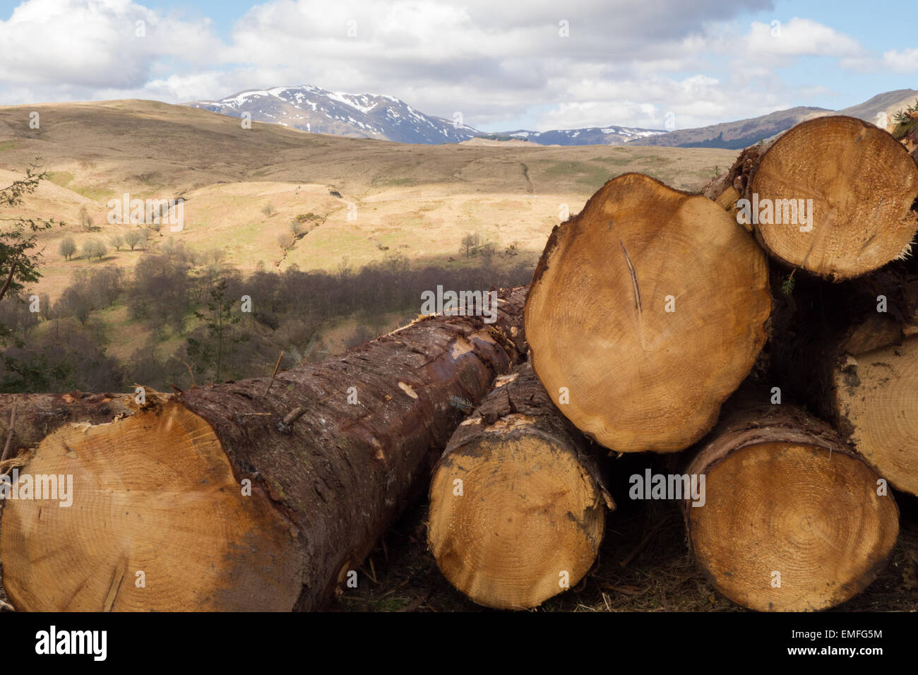 Freshly felled logs - Callander, Scotland, UK Stock Photo - Alamy