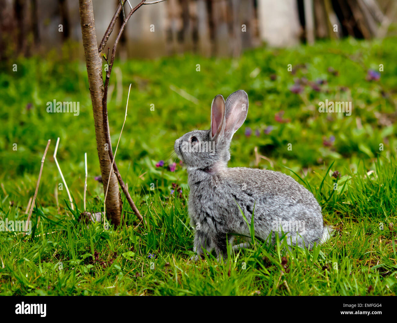 little rabbit on green grass background Stock Photo - Alamy