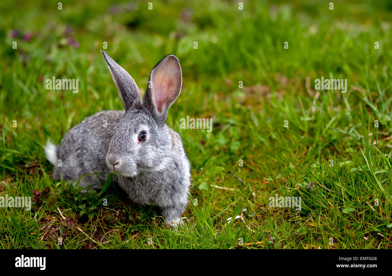 Cottontail rabbit eating hi-res stock photography and images - Alamy