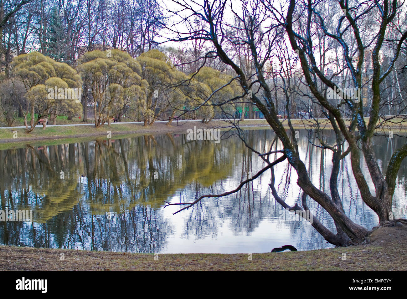 Beautiful trees in the park Stock Photo - Alamy