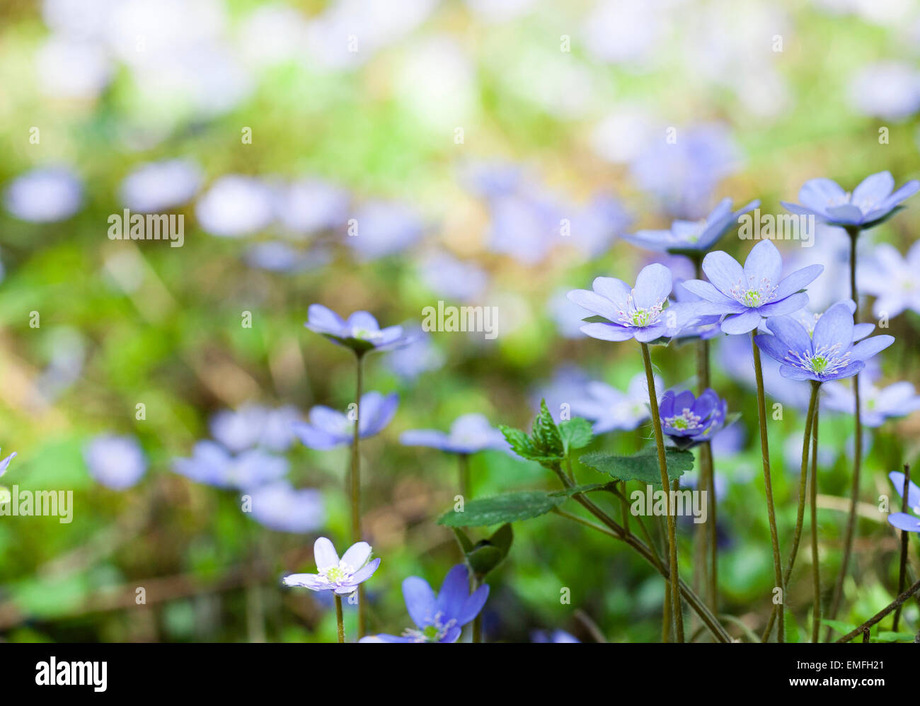 spring flowers - one of the first spring flowers photographed by a ...