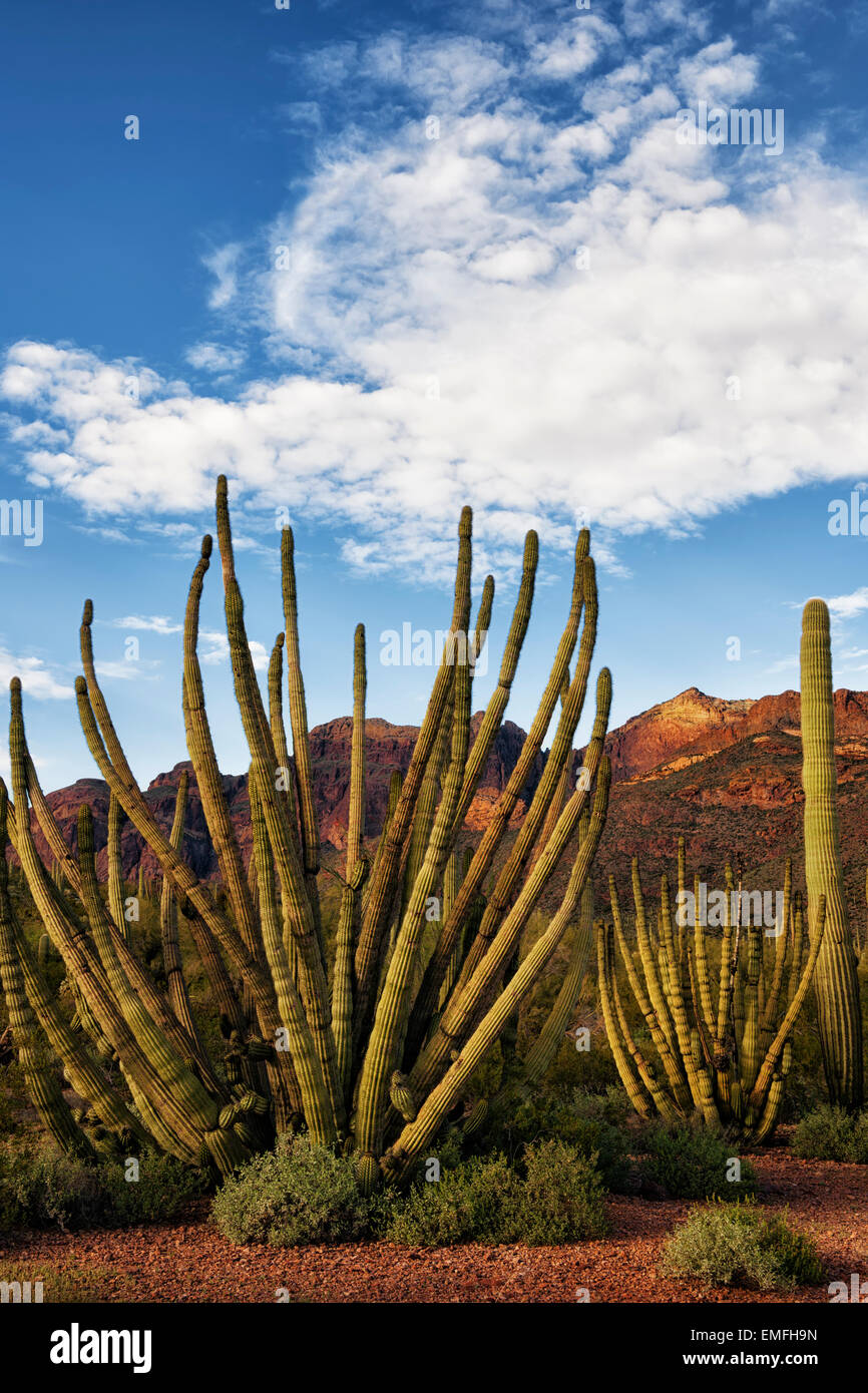 The organ pipe cactus flourish only along Arizona's southern most ...