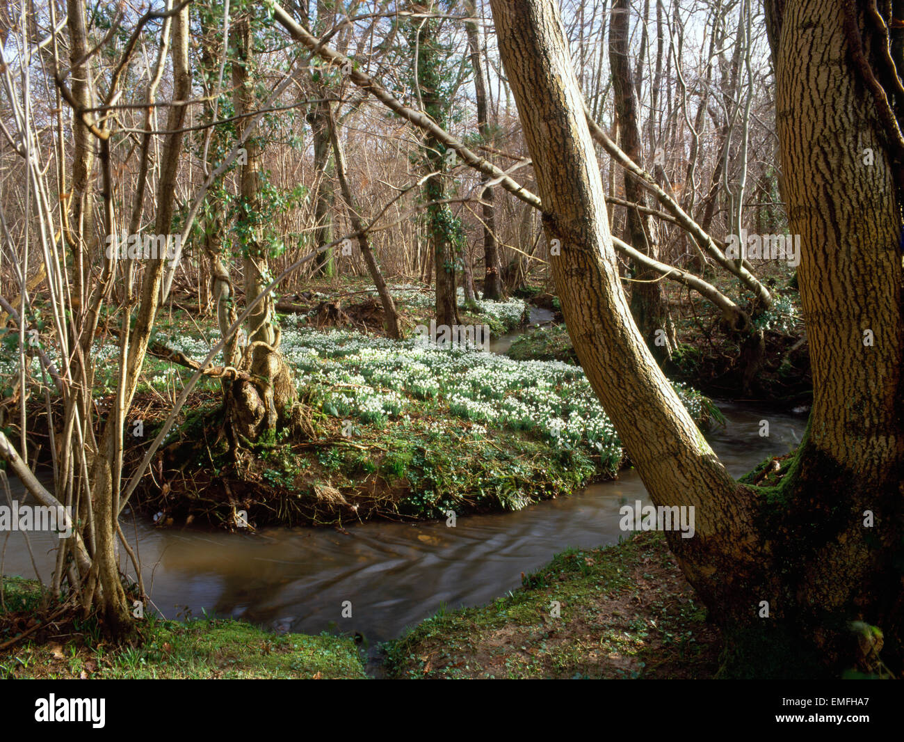Snowdrop flowers in woodland habitat hi-res stock photography and ...