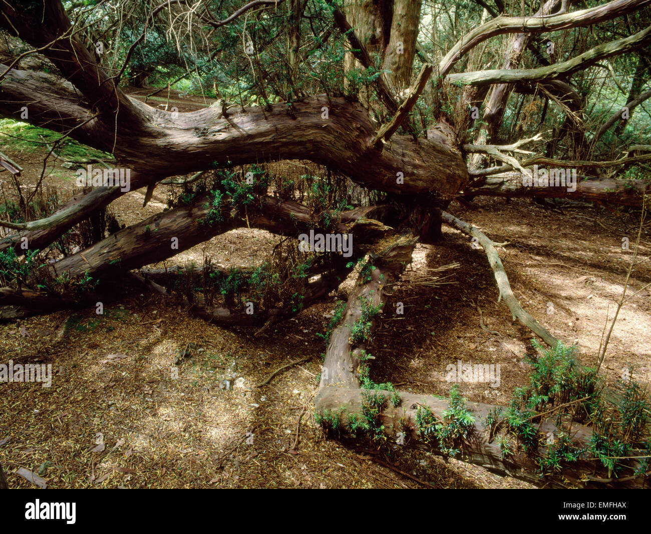 Ancient yew, Newlands Corner Country Park. The collapsed trunks and ...