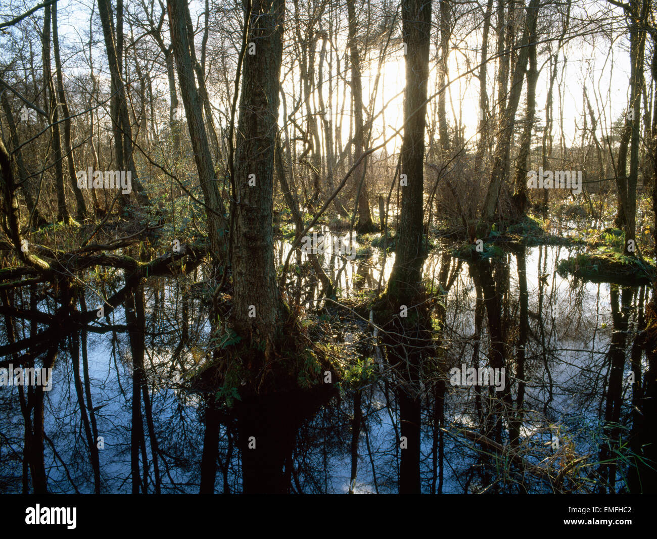Alder carr, Frensham Common, Surrey, England. Waterlogged wooded ...