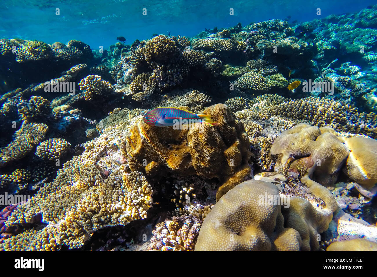 red sea coral reef with hard corals, fishes and sunny sky shining ...