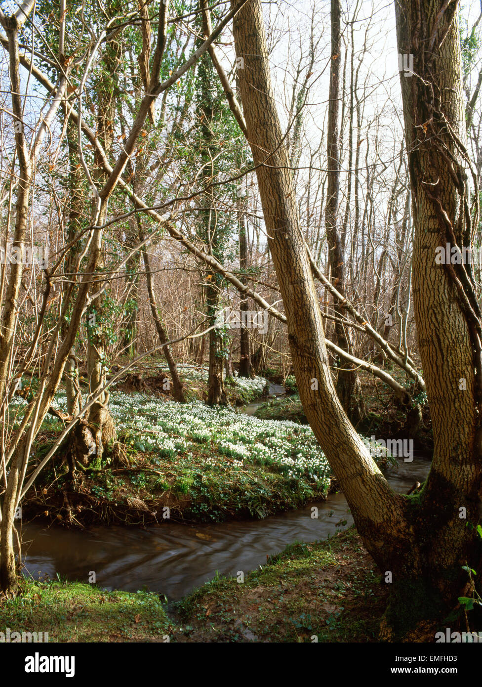 Snowdrop flowers in woodland habitat hi-res stock photography and ...