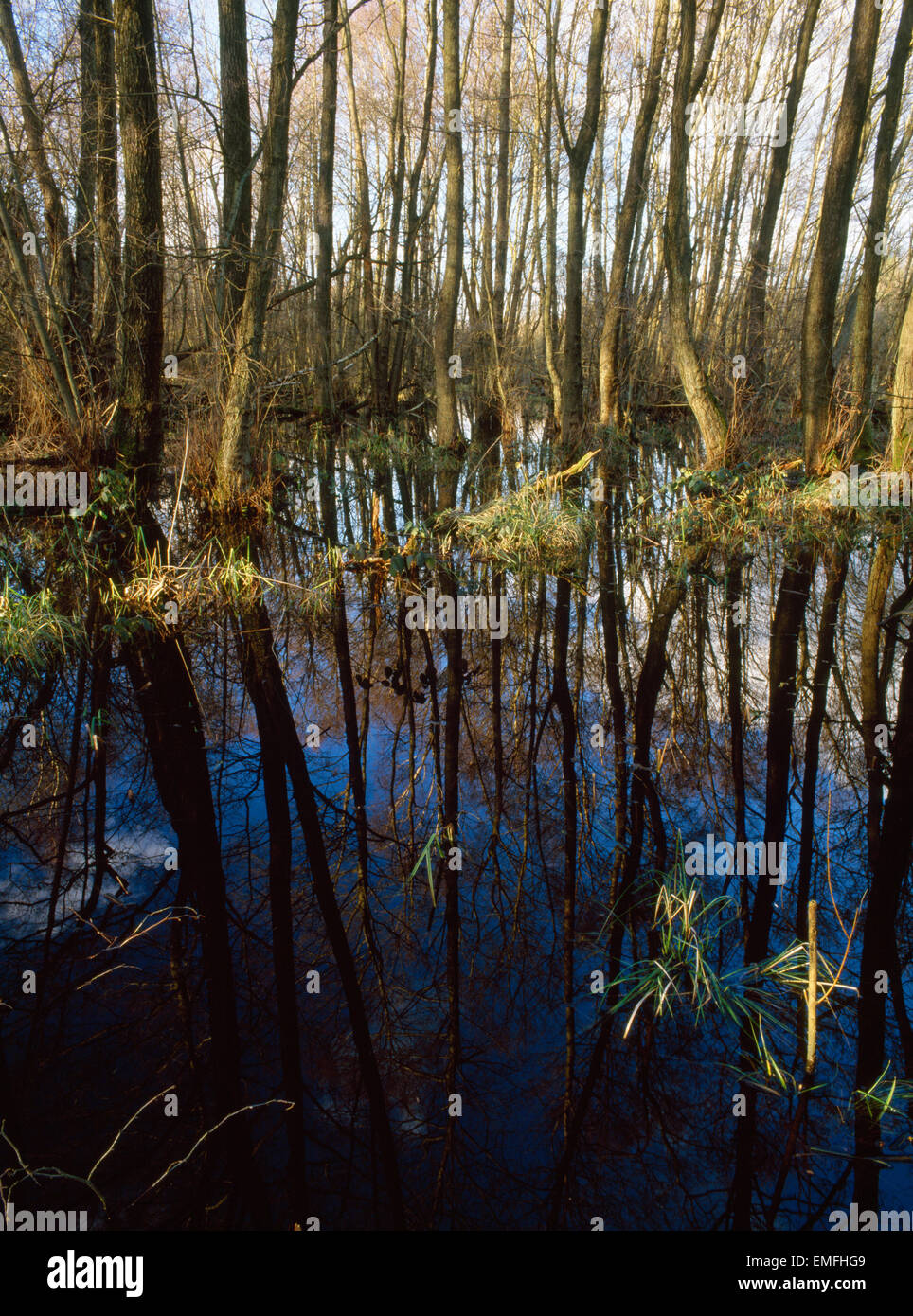 Alder carr, Frensham Common, Surrey, England. Waterlogged wooded ...