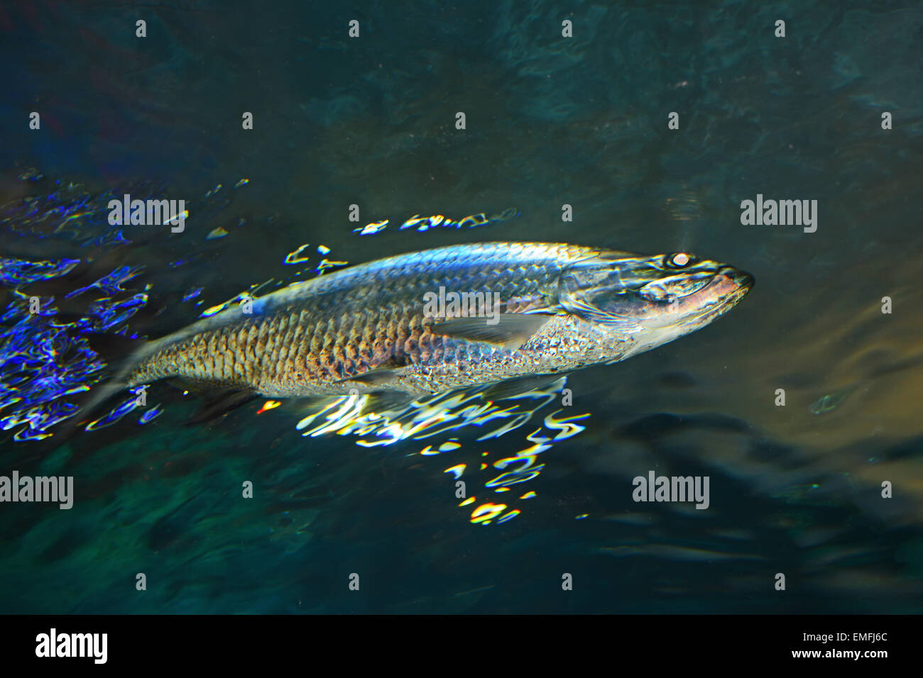 Barracuda predator fish Stock Photo - Alamy