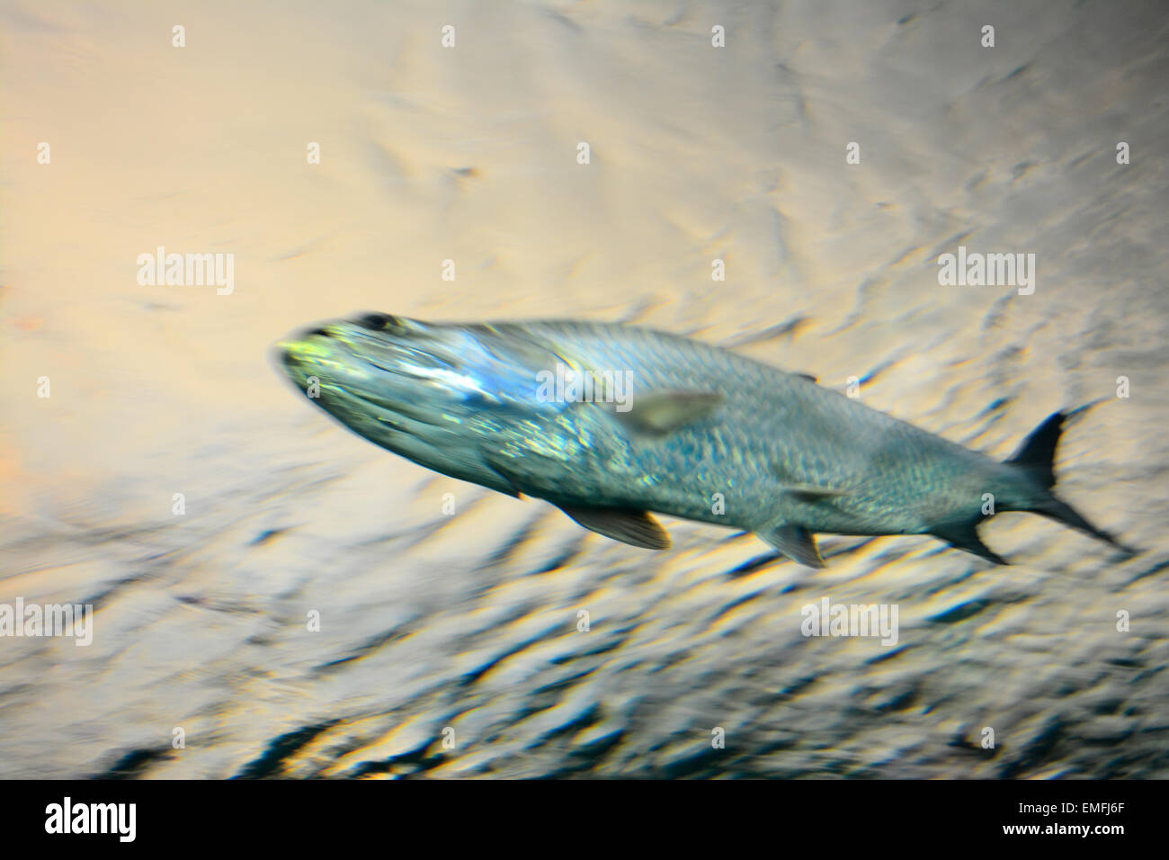 Barracuda predator fish in blurred motion Stock Photo - Alamy