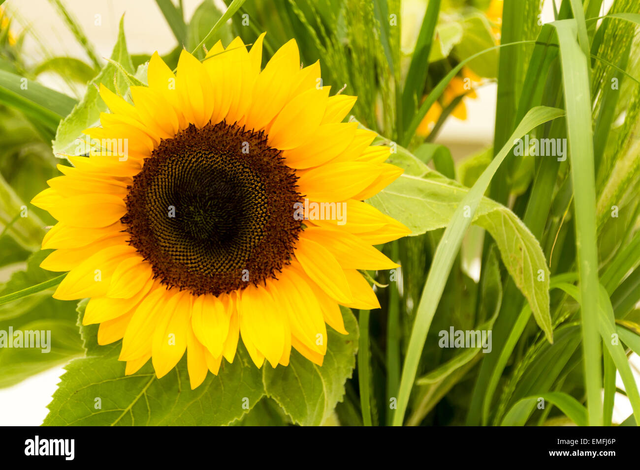 Single sunflower facing the camera in a flower bouquet on a white table ...