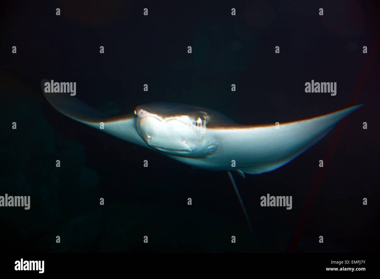 Cownose ray hi-res stock photography and images - Alamy