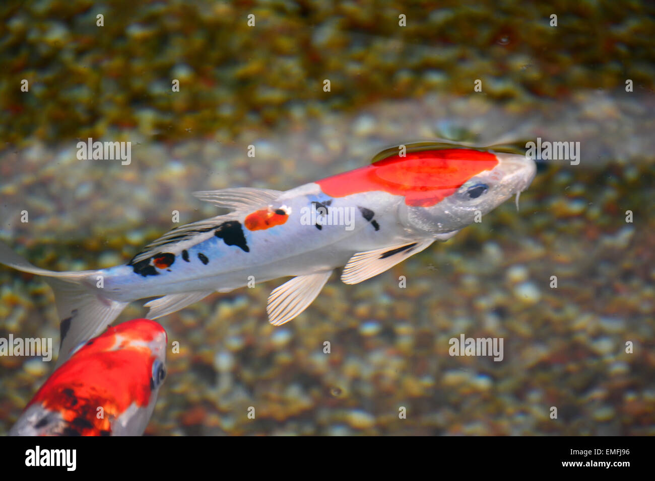 Koi fish japanese garden hi-res stock photography and images - Alamy