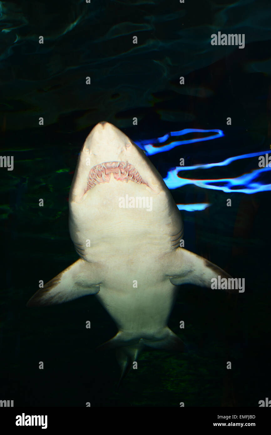 Shark swim above Stock Photo - Alamy