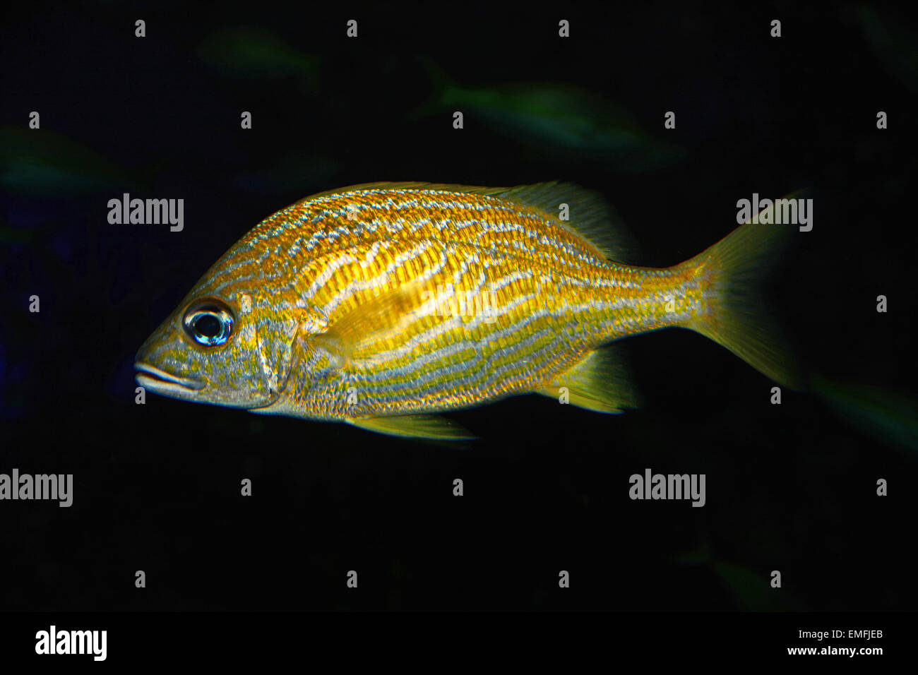 Coral reef fish hi-res stock photography and images - Alamy